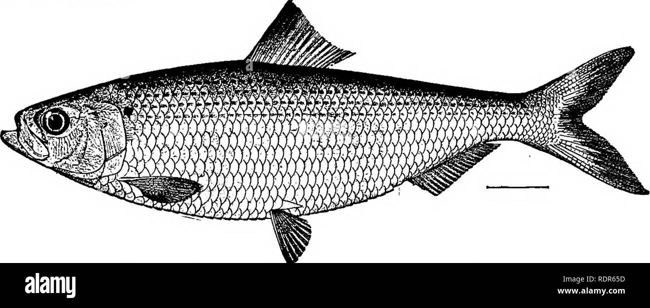 With a haul of up to 100 million hi-res stock photography and images ...