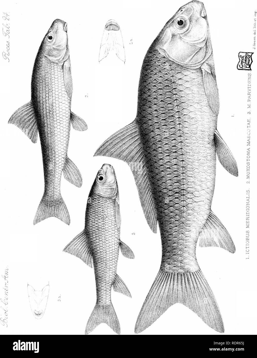 1878 zoology Cut Out Stock Images & Pictures - Alamy