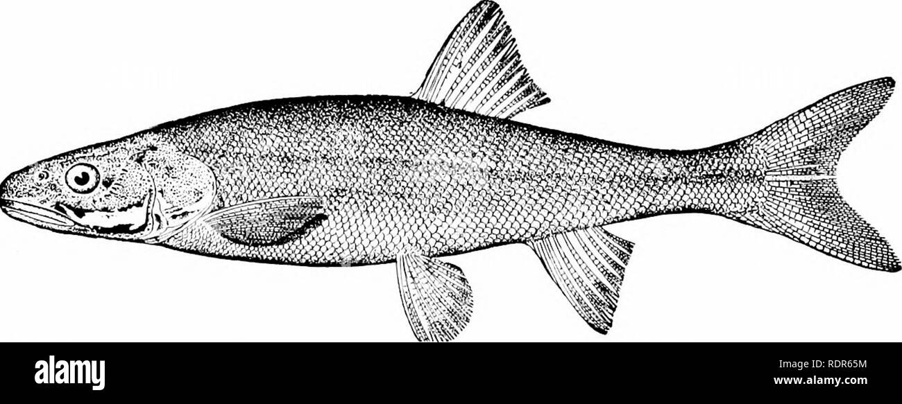 . American food and game fishes : a popular account of all the species ...