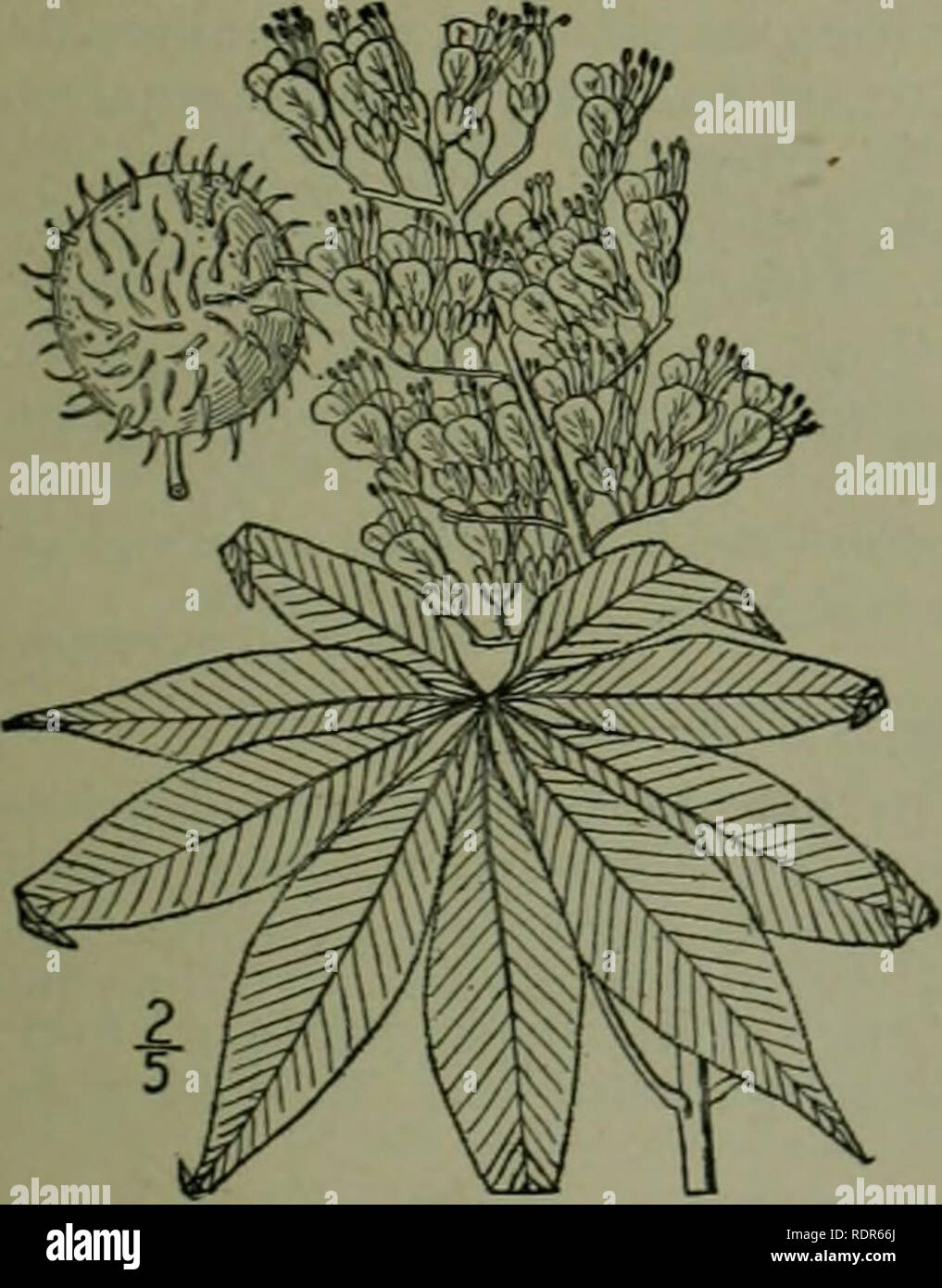 . An illustrated flora of the northern United States, Canada and the ...