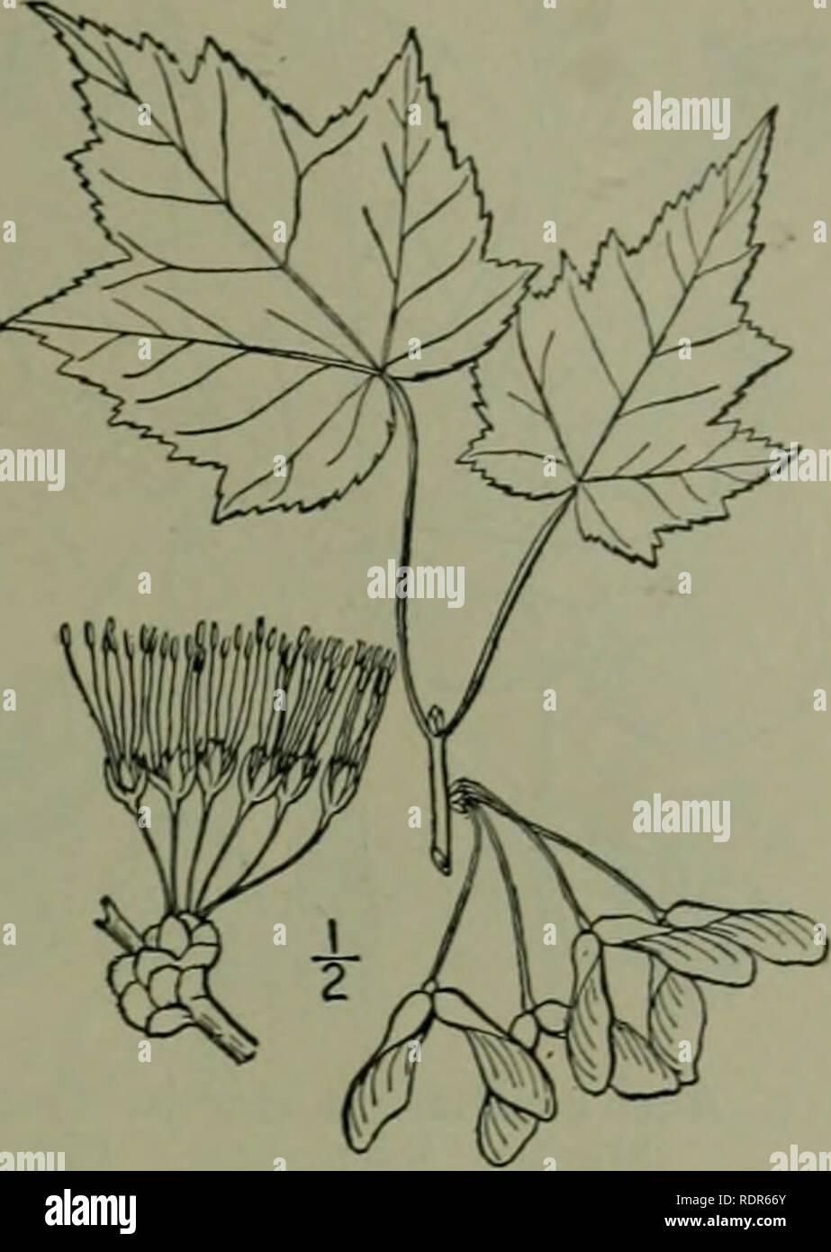 Pale maple slender hi-res stock photography and images - Alamy