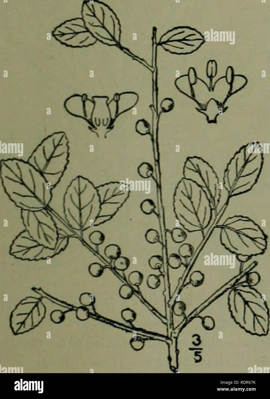 Yaupon holly hi-res stock photography and images - Alamy