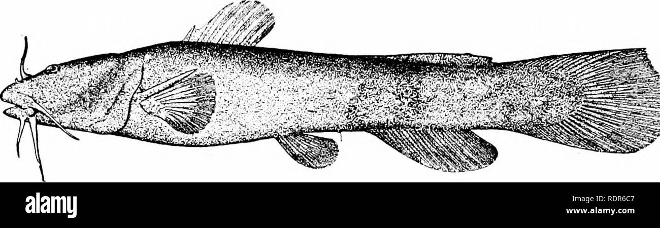 Mad fishes hi-res stock photography and images - Alamy