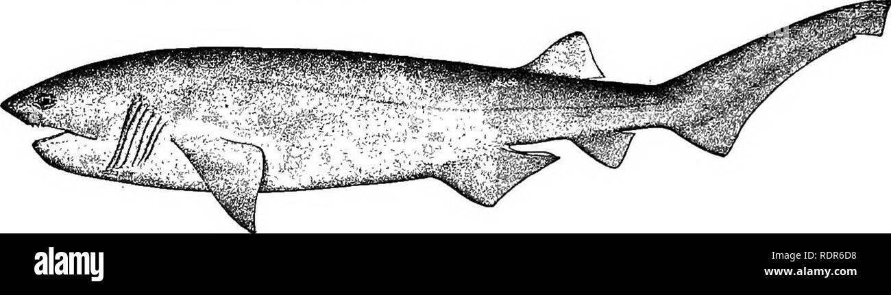 Cow Shark Drawing