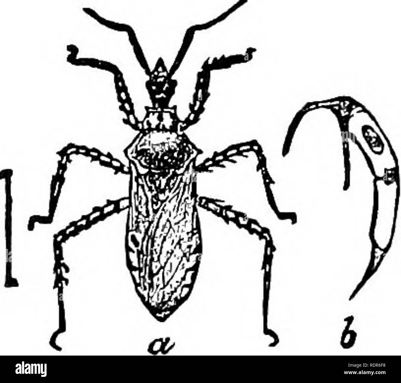 . Injurious insects of the farm and garden. With a chapter on ...