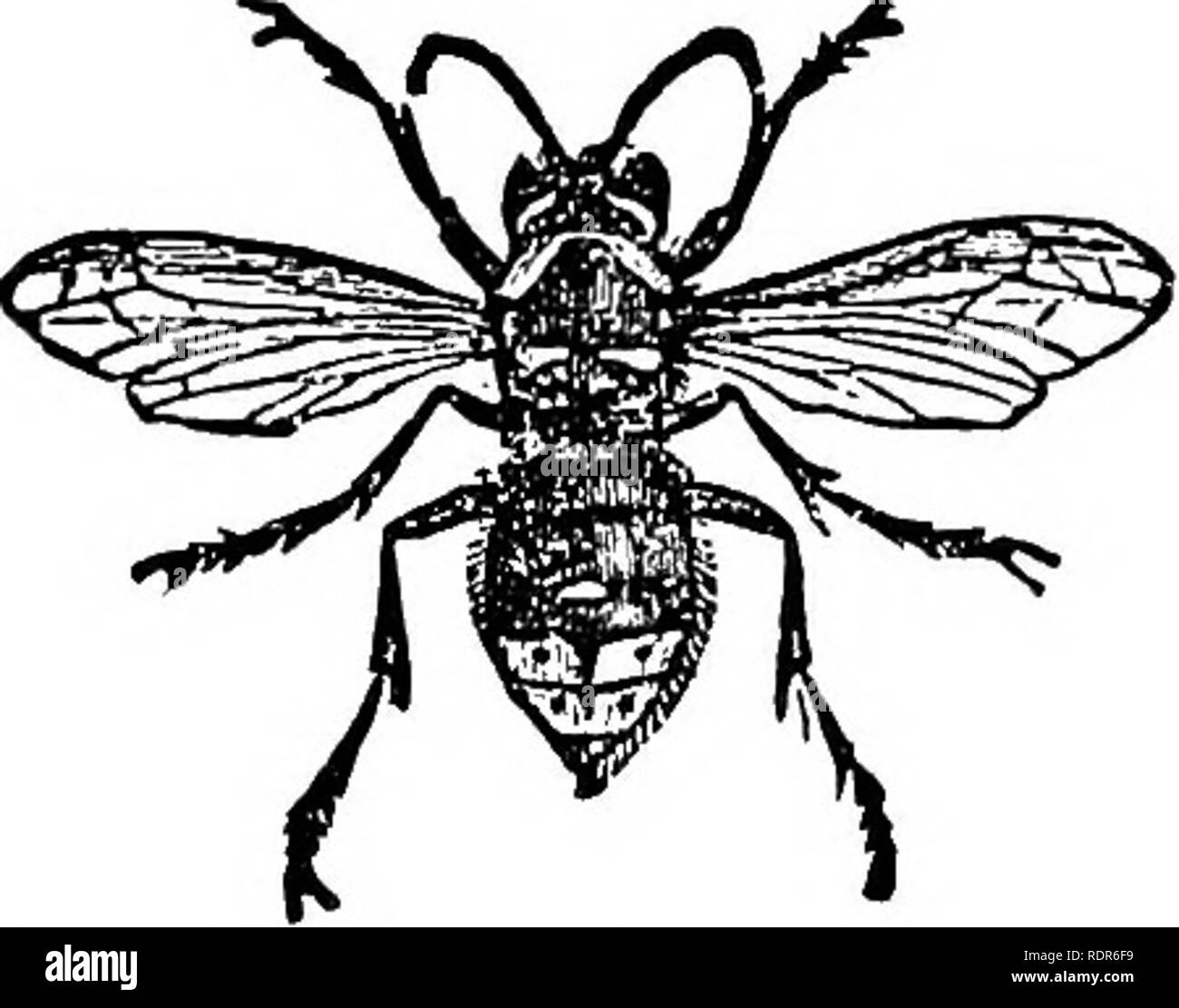 Order hemiptera true bugs Cut Out Stock Images & Pictures - Alamy