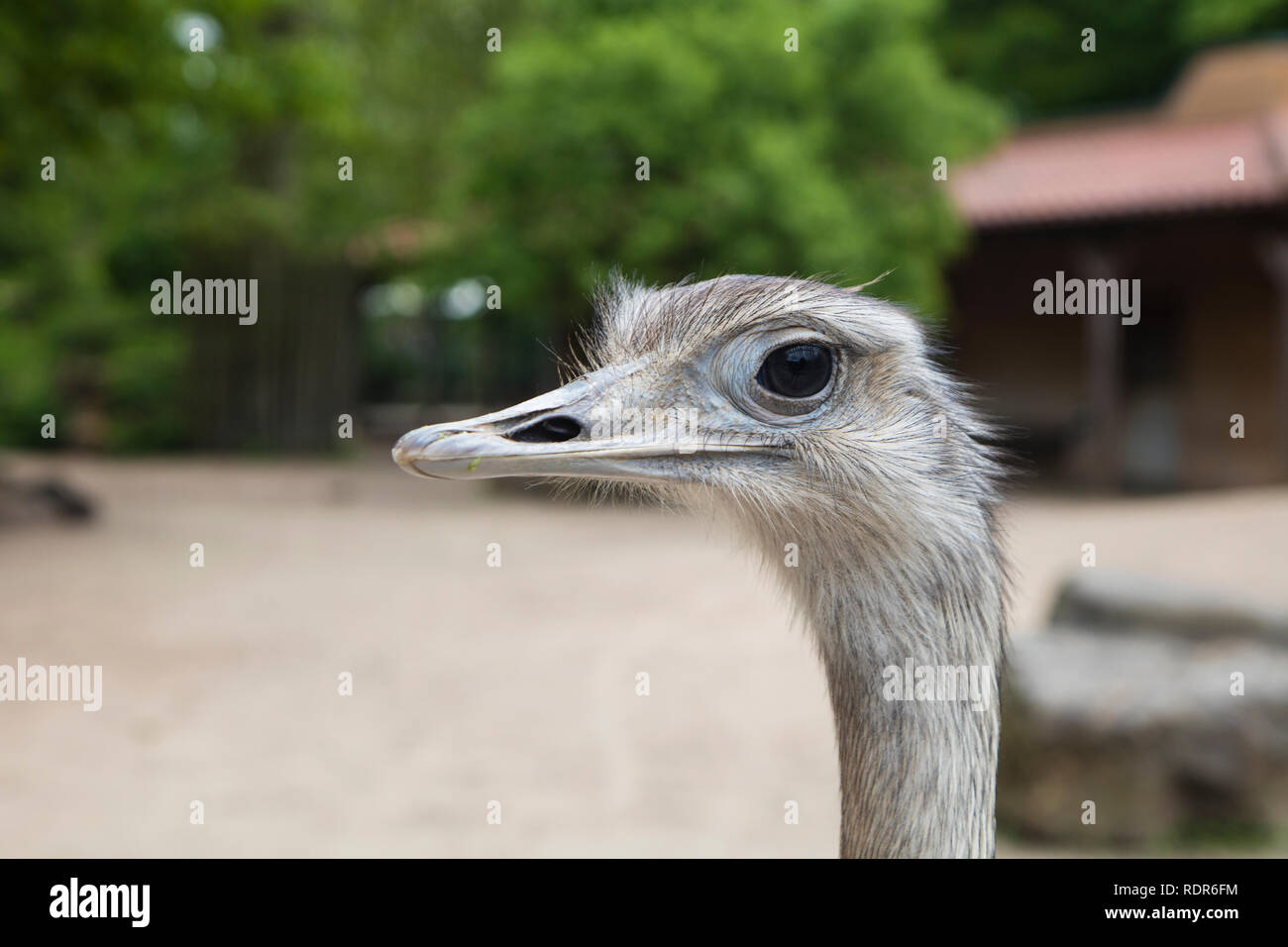 detail of ostrich head in zoo Stock Photo - Alamy