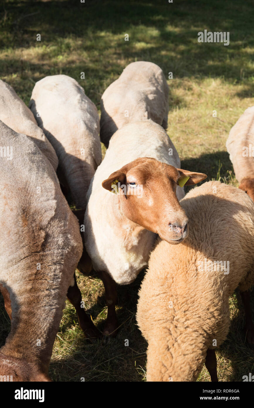 Lamb on farm detail hi-res stock photography and images - Alamy