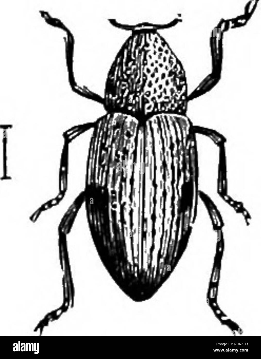 . Injurious insects of the farm and garden. With a chapter on ...