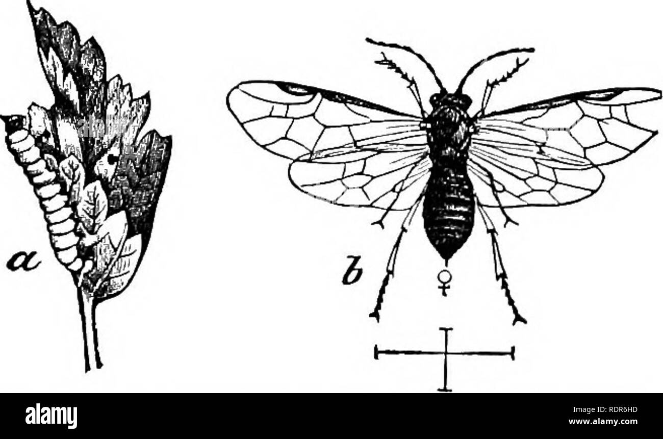 Beneficial to flies Cut Out Stock Images & Pictures - Alamy