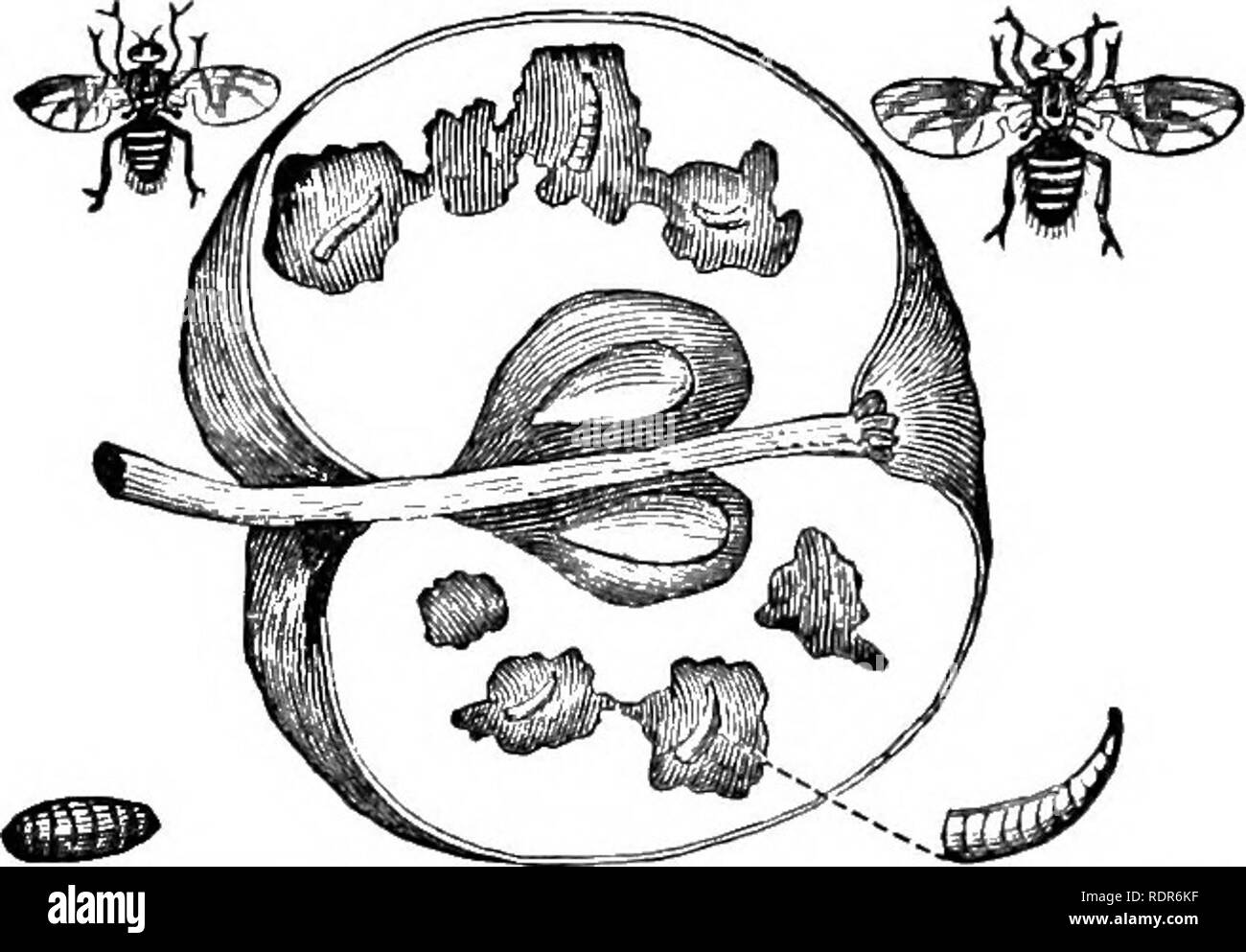 . Injurious insects of the farm and garden. With a chapter on ...