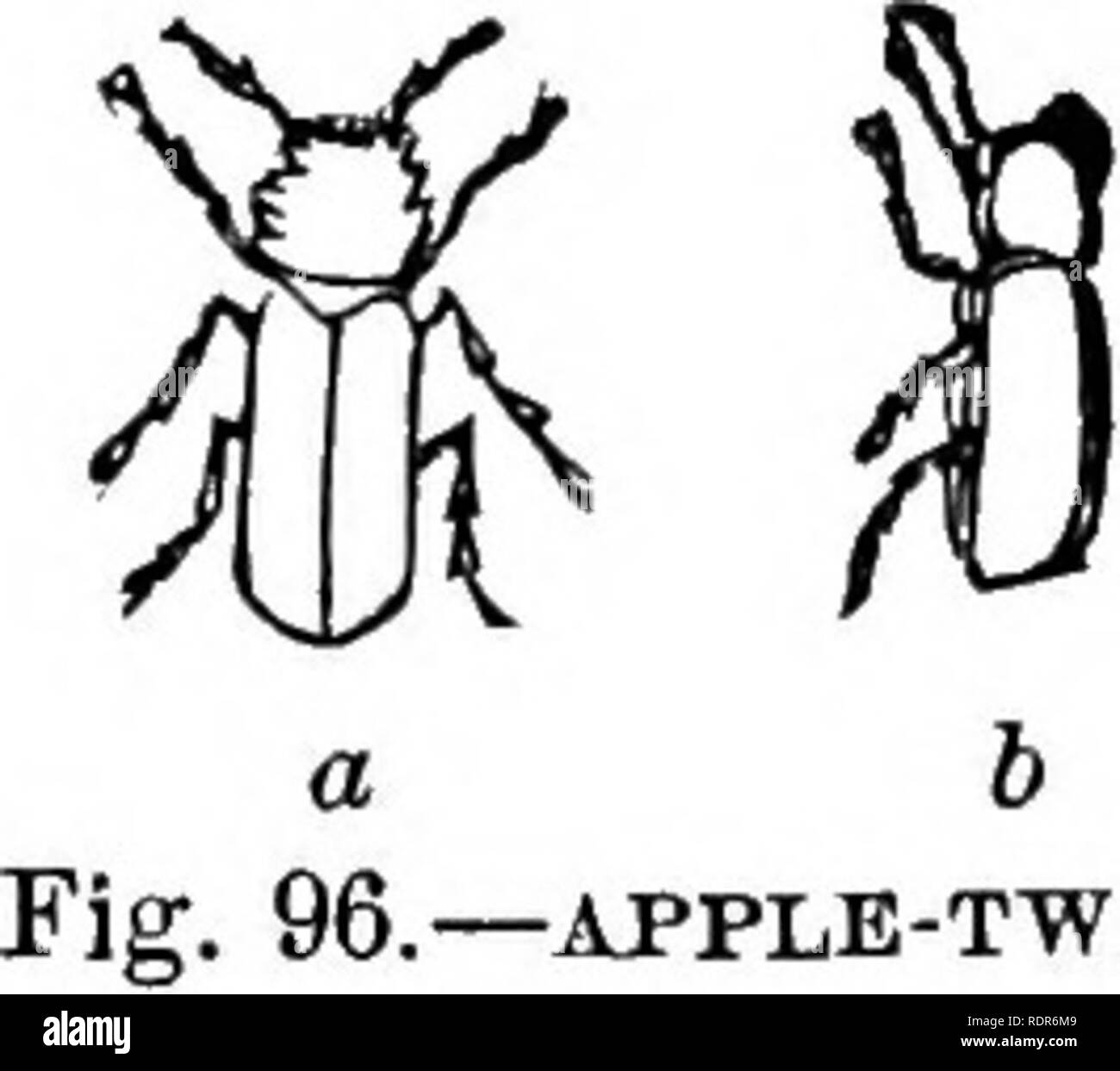 Insect bore holes Black and White Stock Photos & Images - Alamy