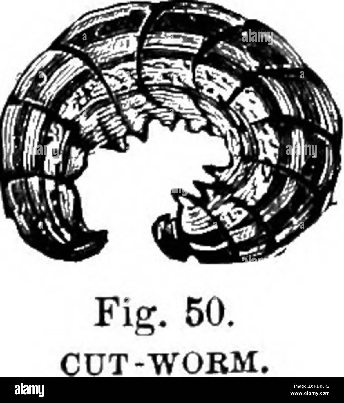 . Injurious insects of the farm and garden. With a chapter on ...