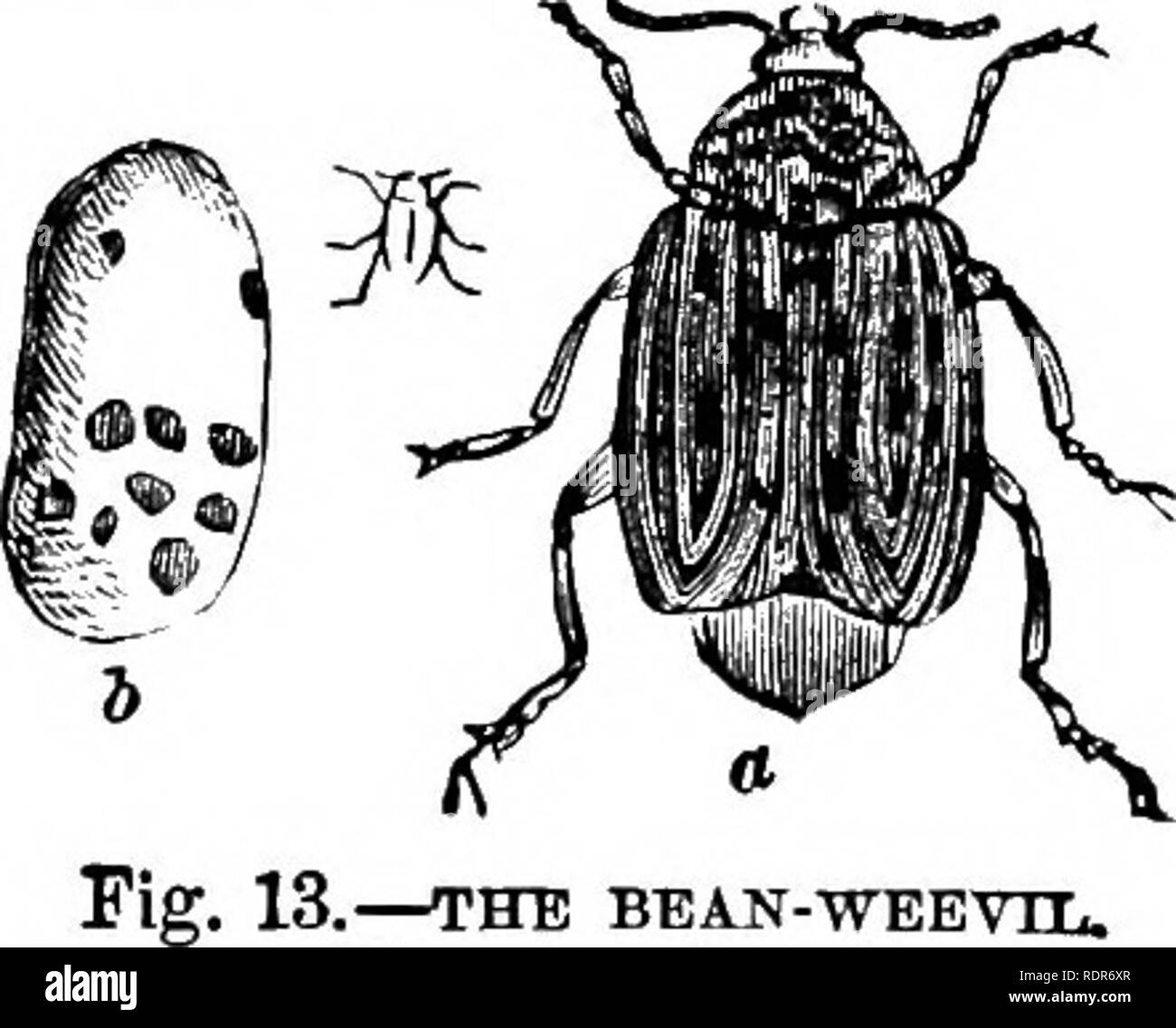 Bean weevil Black and White Stock Photos & Images - Alamy
