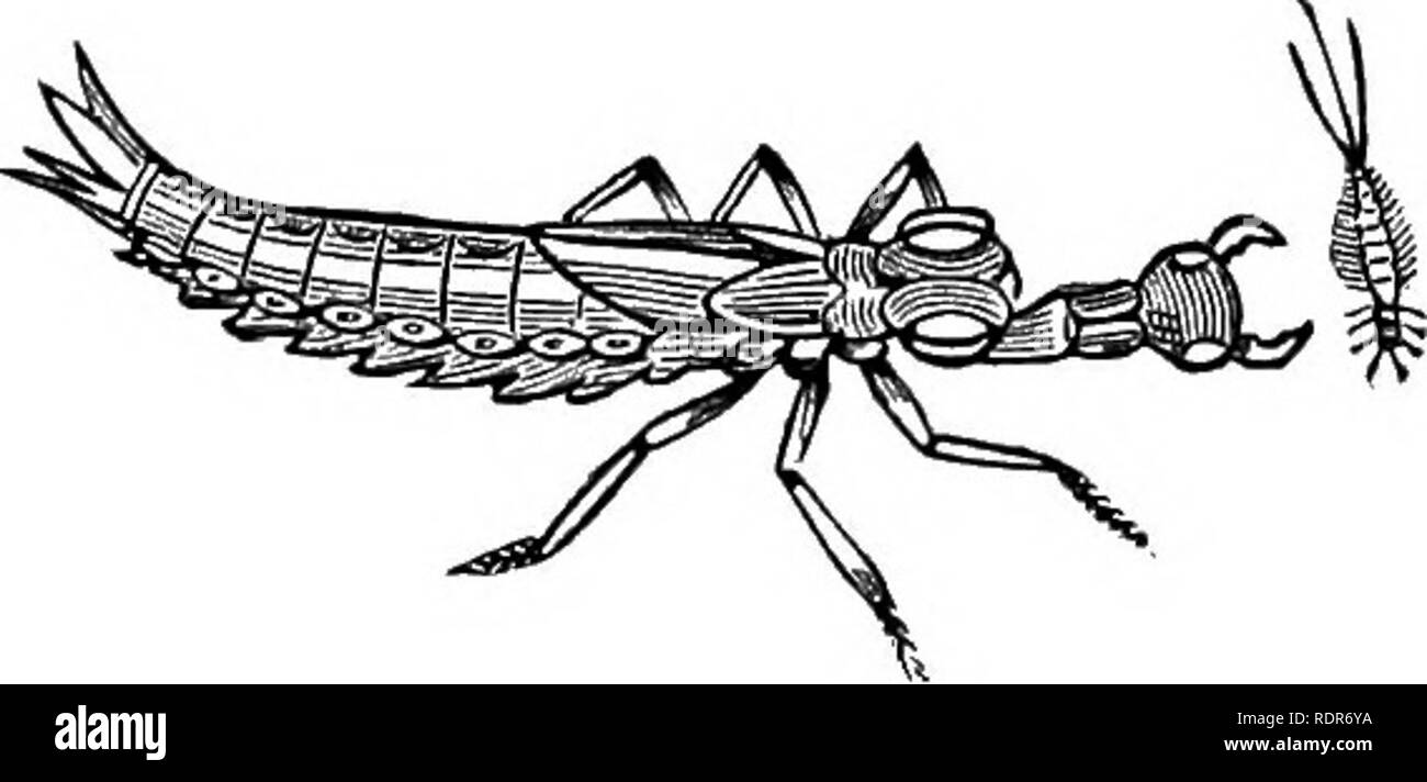 . Injurious insects of the farm and garden. With a chapter on ...