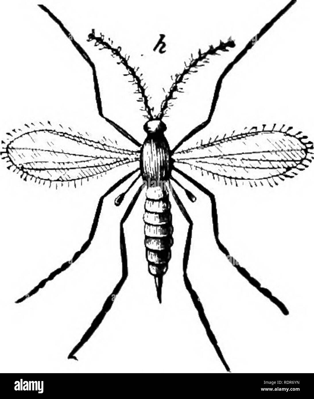 Two winged insects Black and White Stock Photos & Images - Alamy