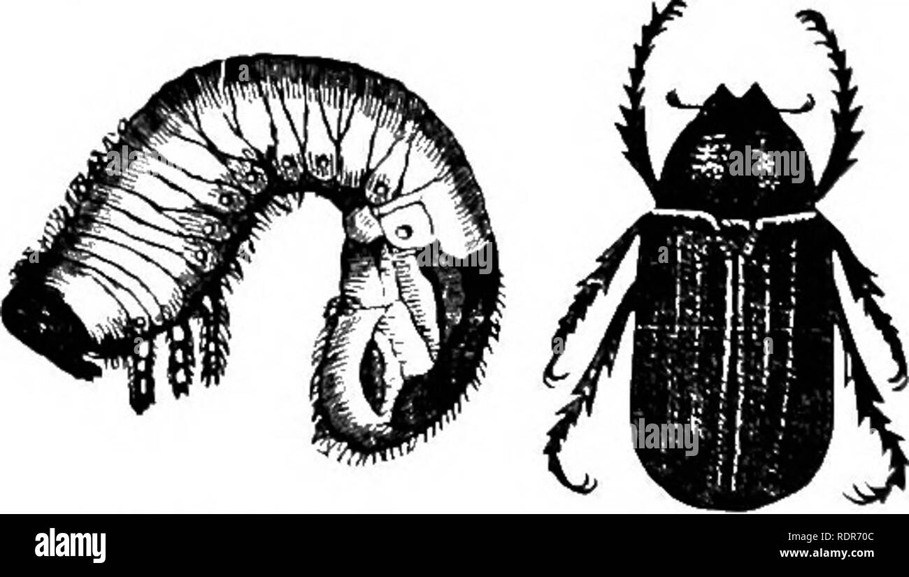 . Injurious insects of the farm and garden. With a chapter on ...