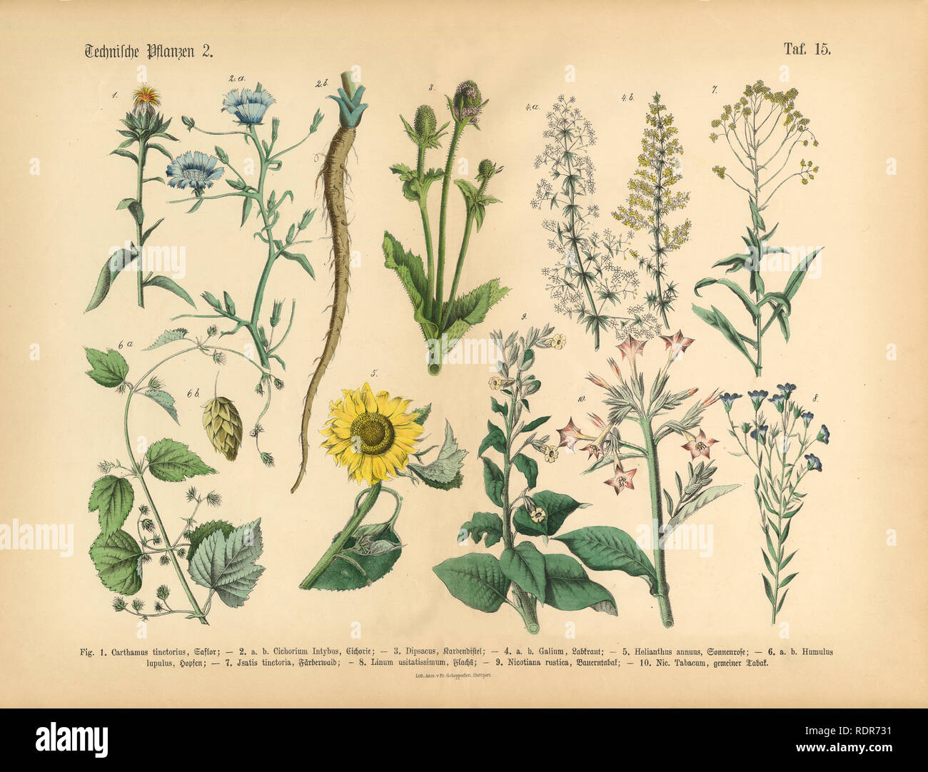 Victorian wildflowers hi-res stock photography and images - Alamy