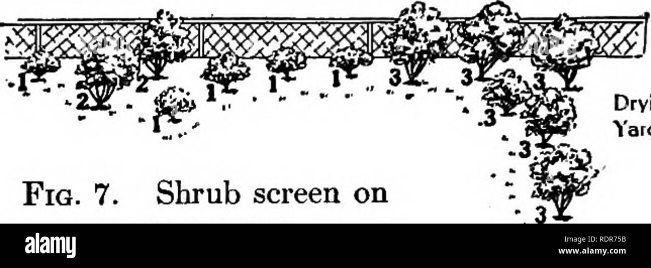 Snowball shrub Black and White Stock Photos & Images - Alamy