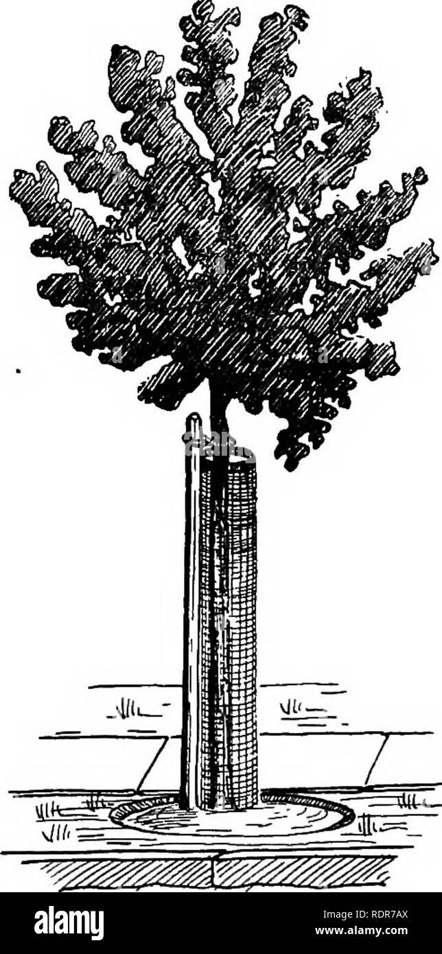 Poor care of horses hi-res stock photography and images - Alamy