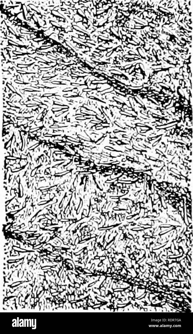 Pork intestine Black and White Stock Photos & Images - Alamy