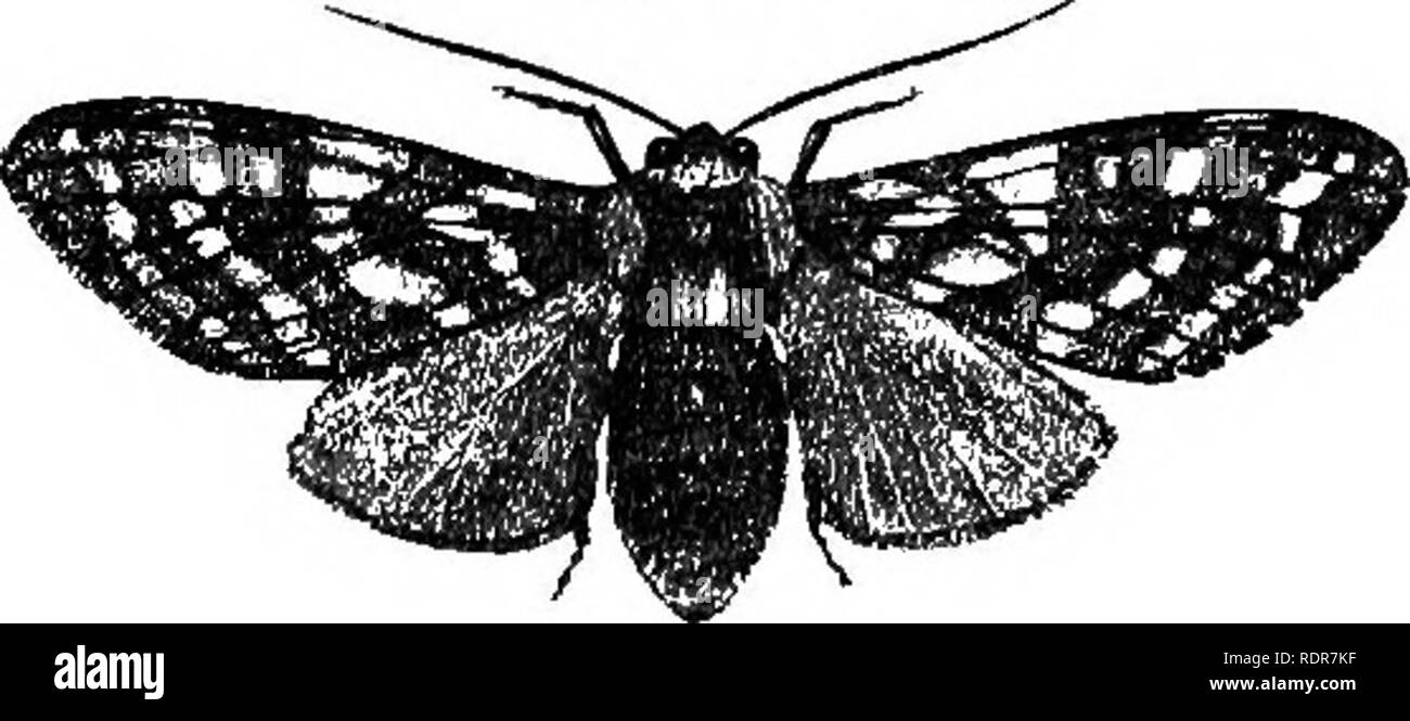 Long narrow pointed wings Black and White Stock Photos & Images - Alamy