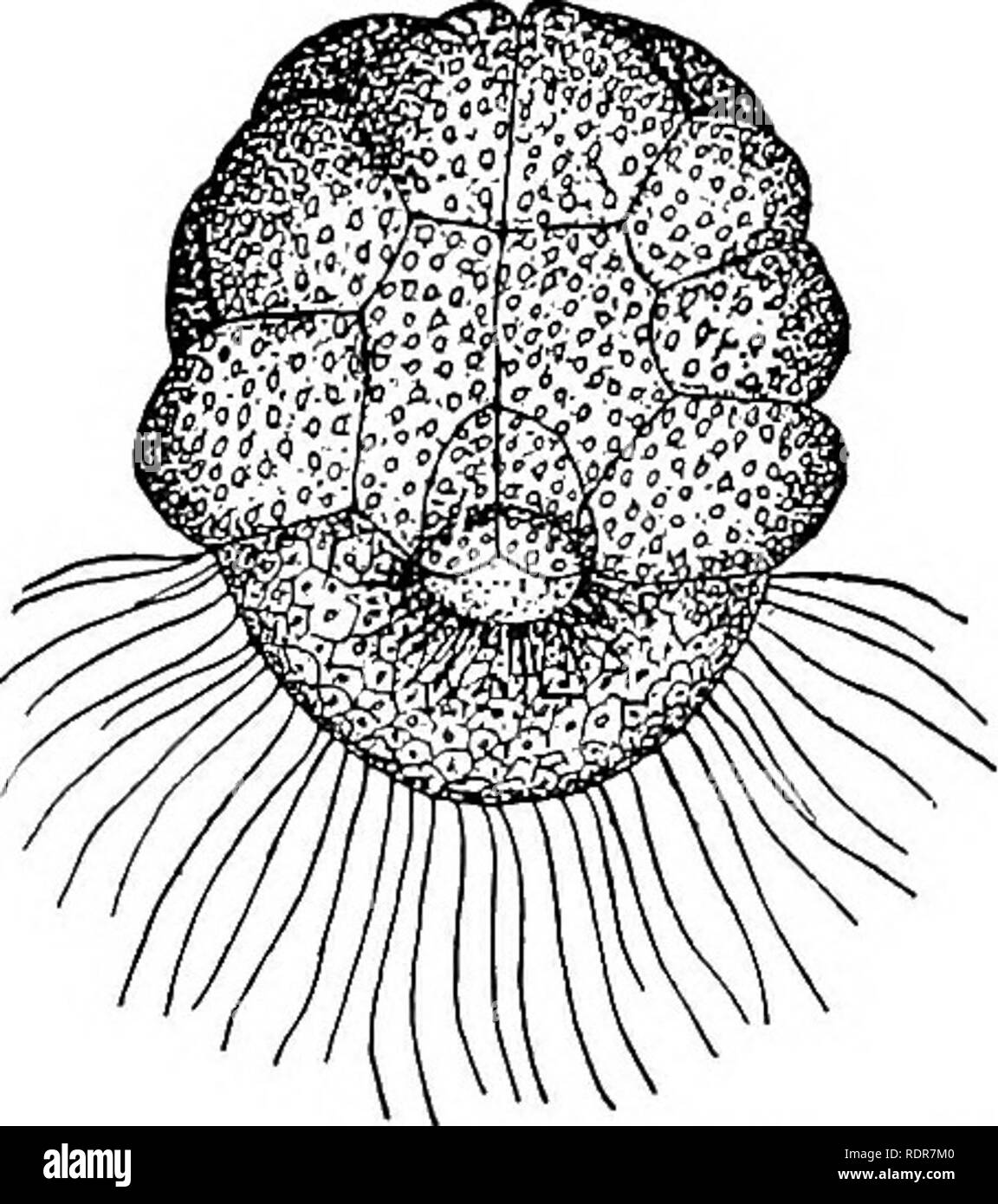 Species perpetuation Black and White Stock Photos & Images - Alamy