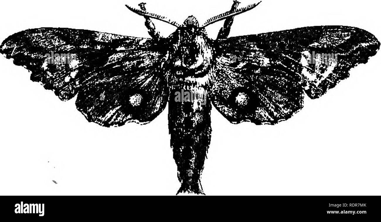 Walnut insects Black and White Stock Photos & Images - Alamy