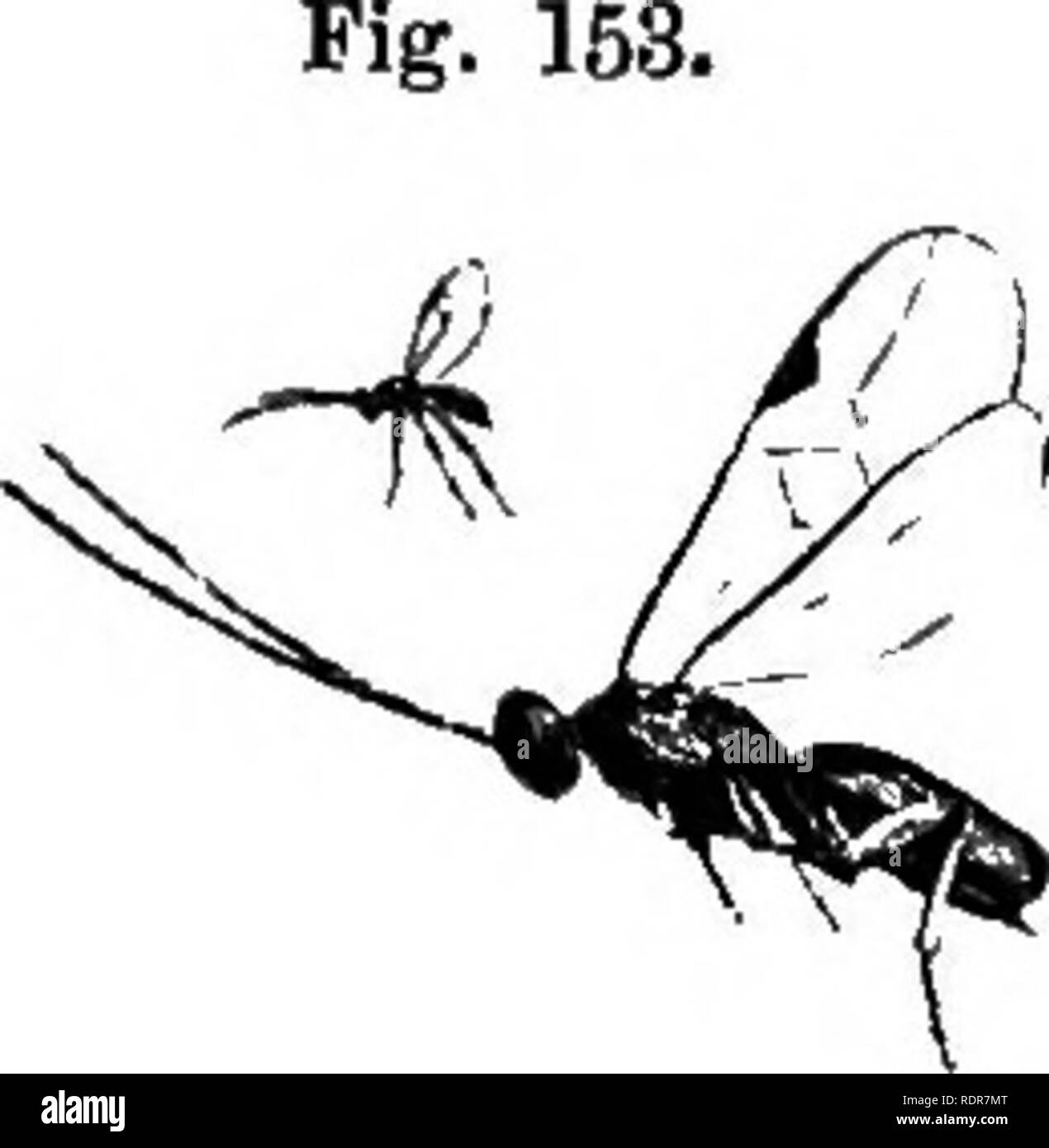 On the ground with pupa Cut Out Stock Images & Pictures - Alamy