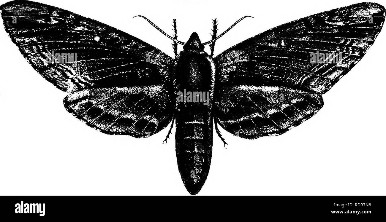 . A treatise on some of the insects injurious to vegetation . Insect ...