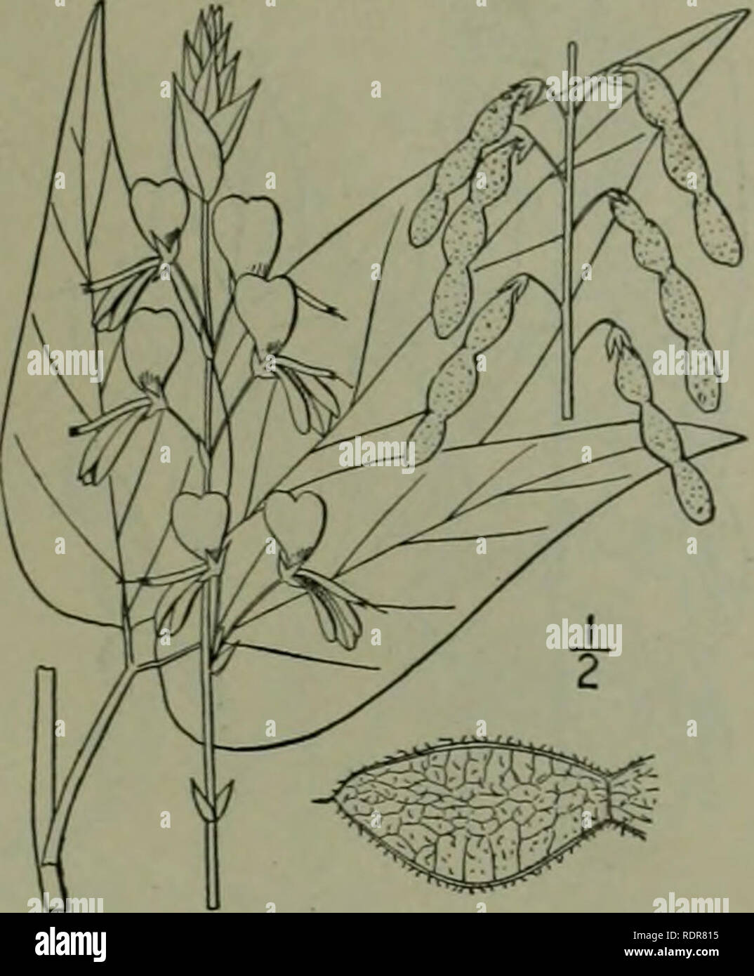 Tick trefoil desmodium canadense hi-res stock photography and images ...