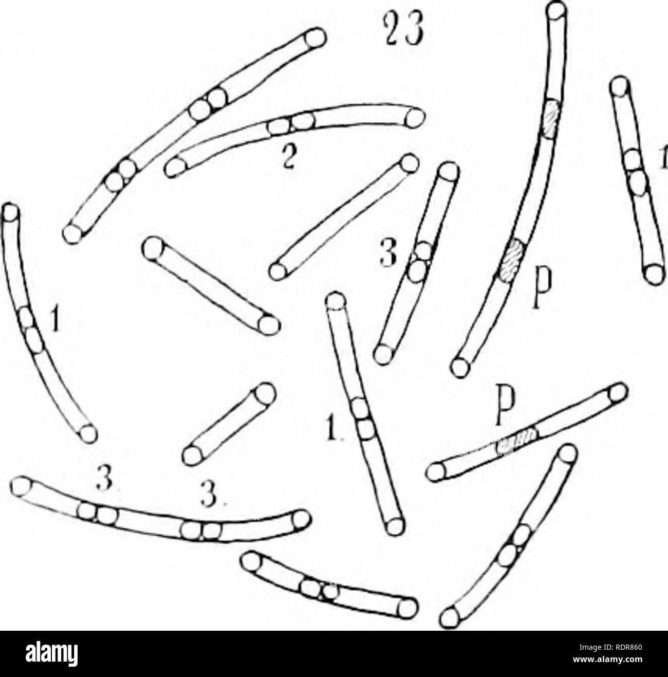 Leptothrix Black and White Stock Photos & Images - Alamy