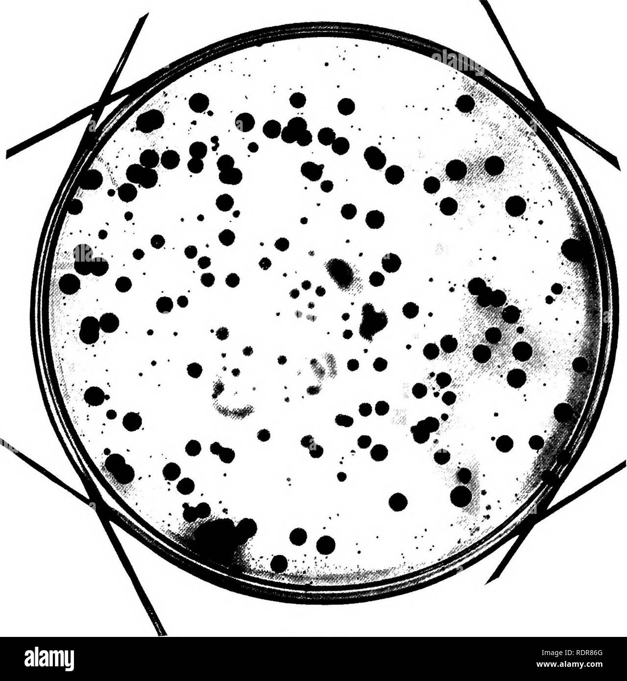 Circular bacteria Black and White Stock Photos & Images - Alamy