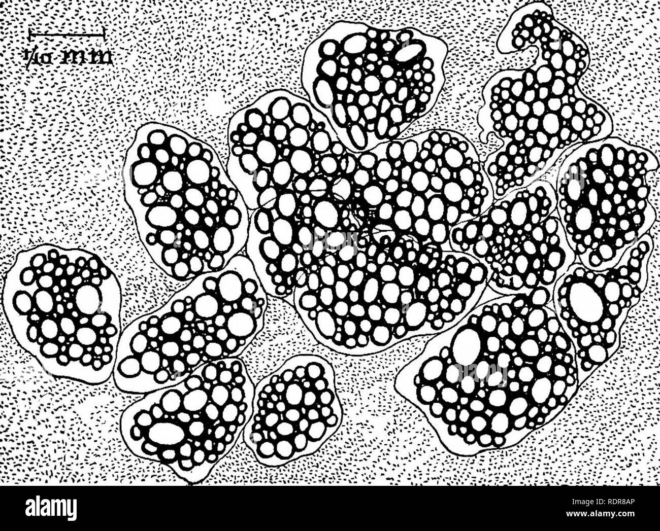 Cellulose plant cell walls hi-res stock photography and images - Alamy