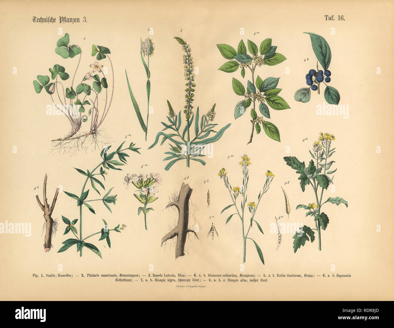 Victorian wildflowers hi-res stock photography and images - Alamy