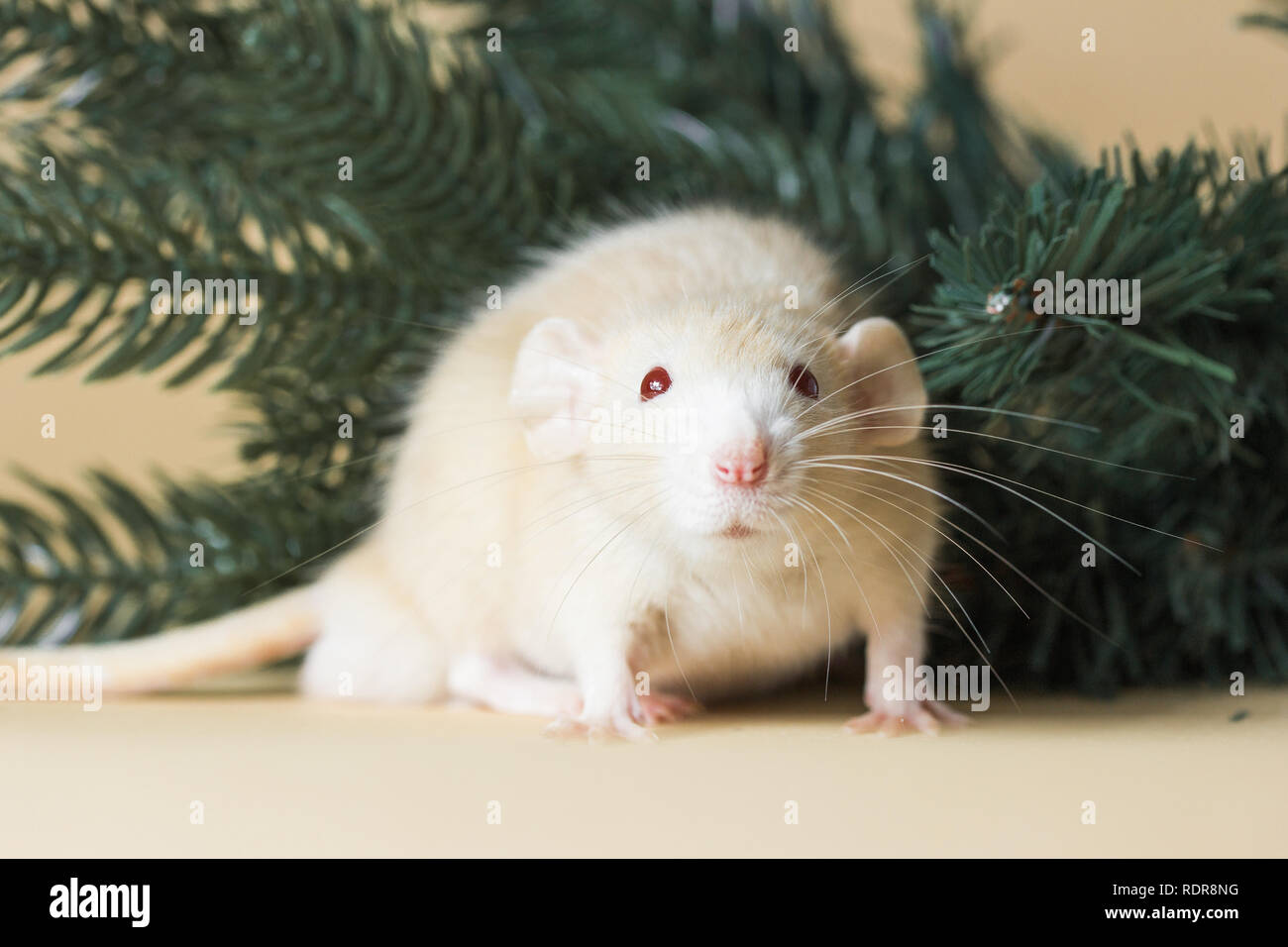 Husky rat hi-res stock photography and images - Alamy