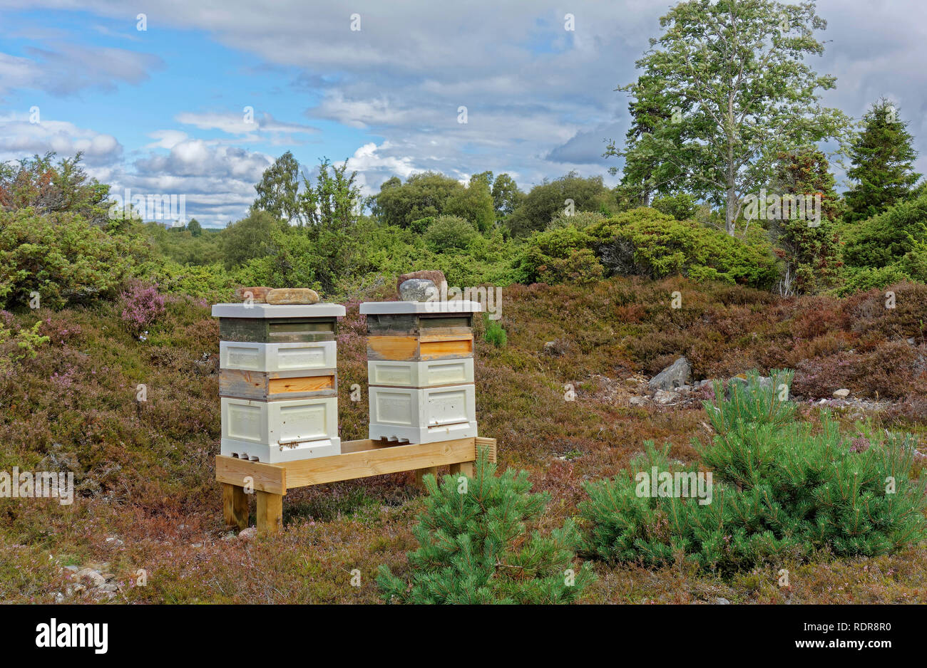 Bee hives in heather in the Cairngorms near Boat of Garten, Scotland ...