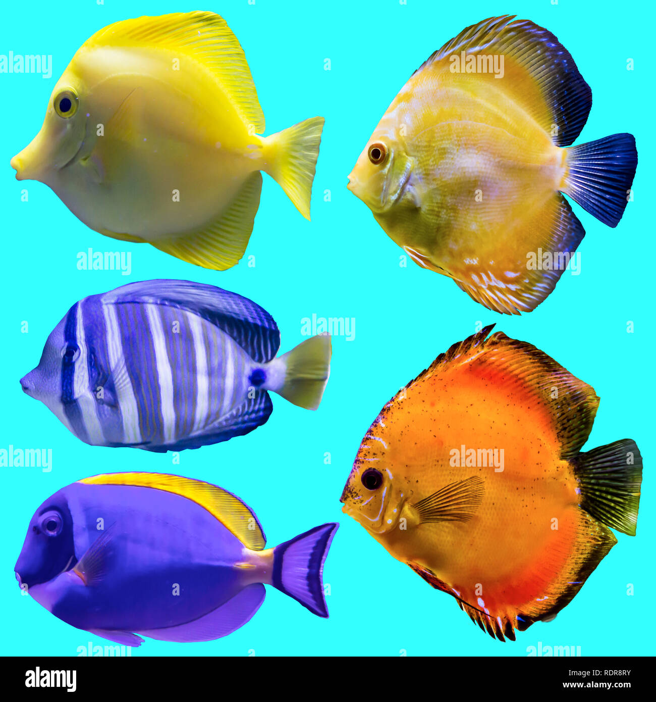 Five aquarium fish. Isolated photo on blue background. Website about ...