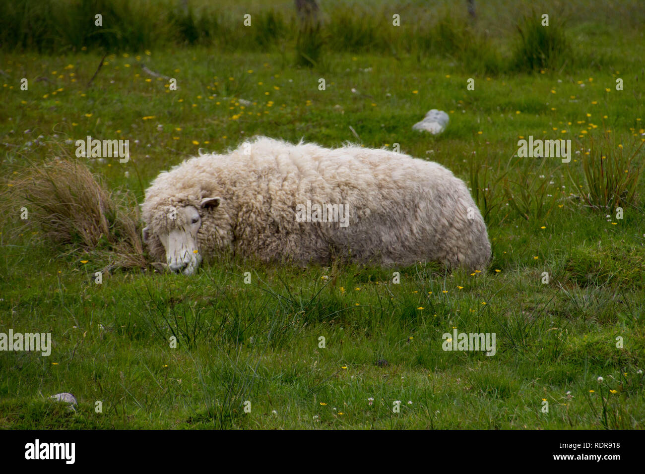 Sheep Sleeping High Resolution Stock Photography and Images - Alamy