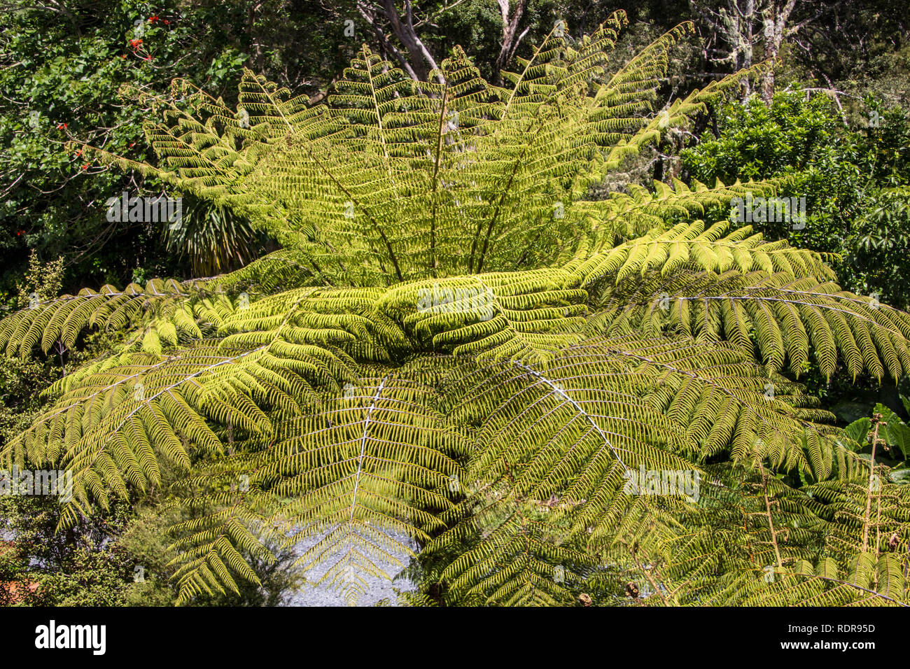 New zealand ferns hi-res stock photography and images - Alamy