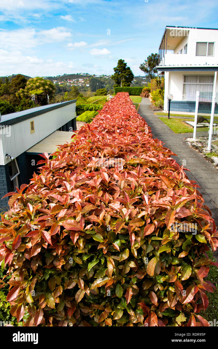 Photinia Red Robin Flowers High Resolution Stock Photography and Images ...