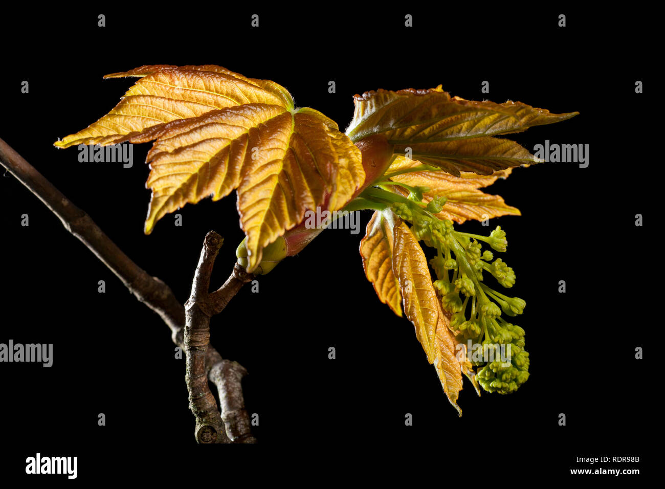 Sycamore flowers hi-res stock photography and images - Alamy