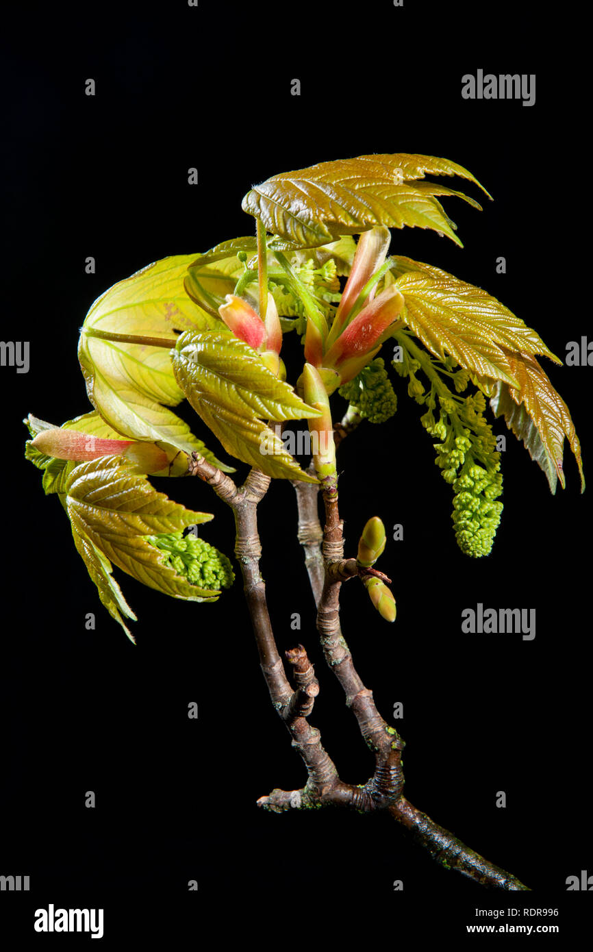 Unopened flowers growing on a Sycamore tree branch, Acer pseudoplatanus ...