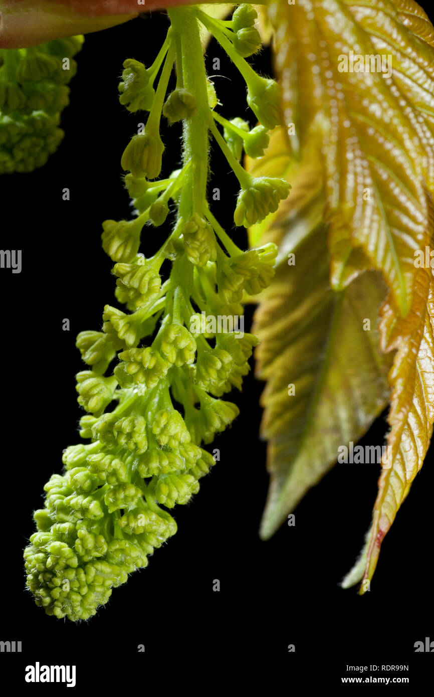 Sycamore flowers hi-res stock photography and images - Alamy