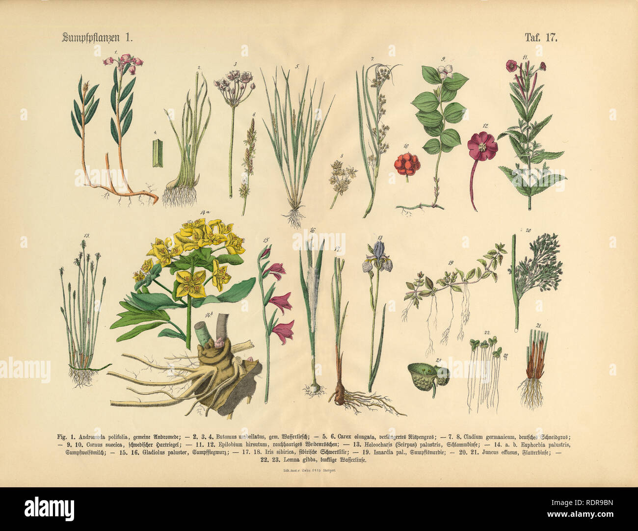 Victorian wildflowers hi-res stock photography and images - Alamy
