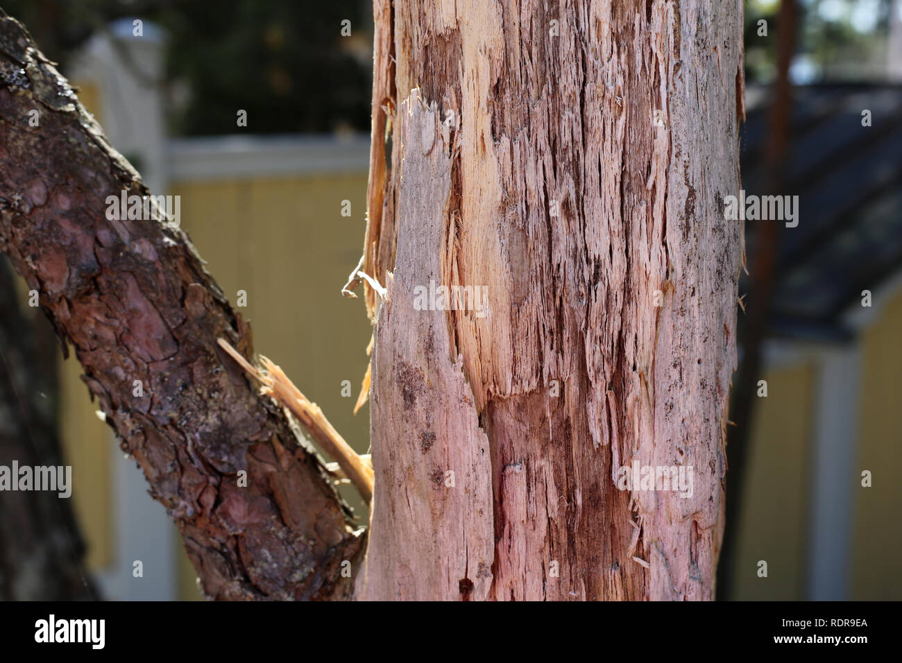 Surface trunk structure hi-res stock photography and images - Alamy