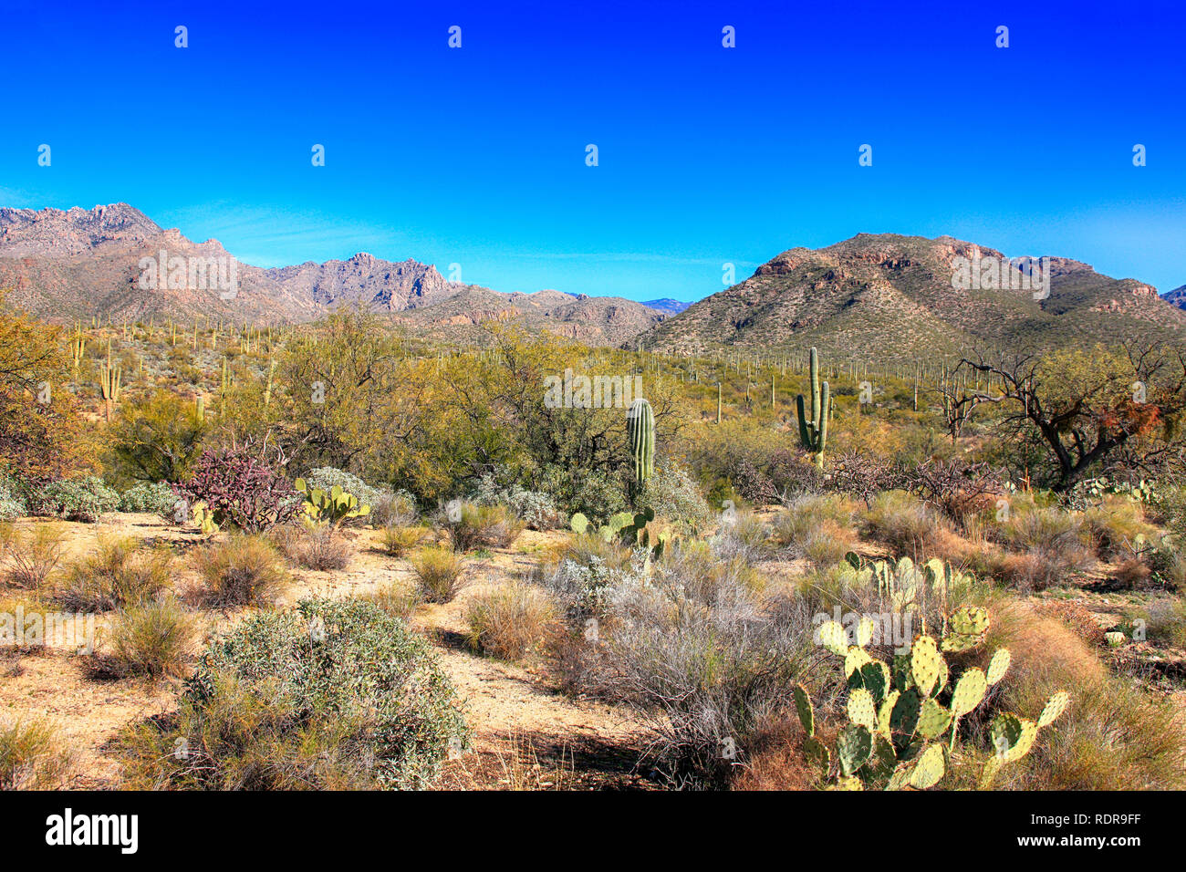 Sabino canyon recreational area hi-res stock photography and images - Alamy