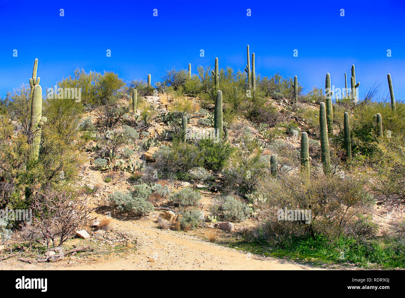Sabino canyon recreational area hi-res stock photography and images - Alamy