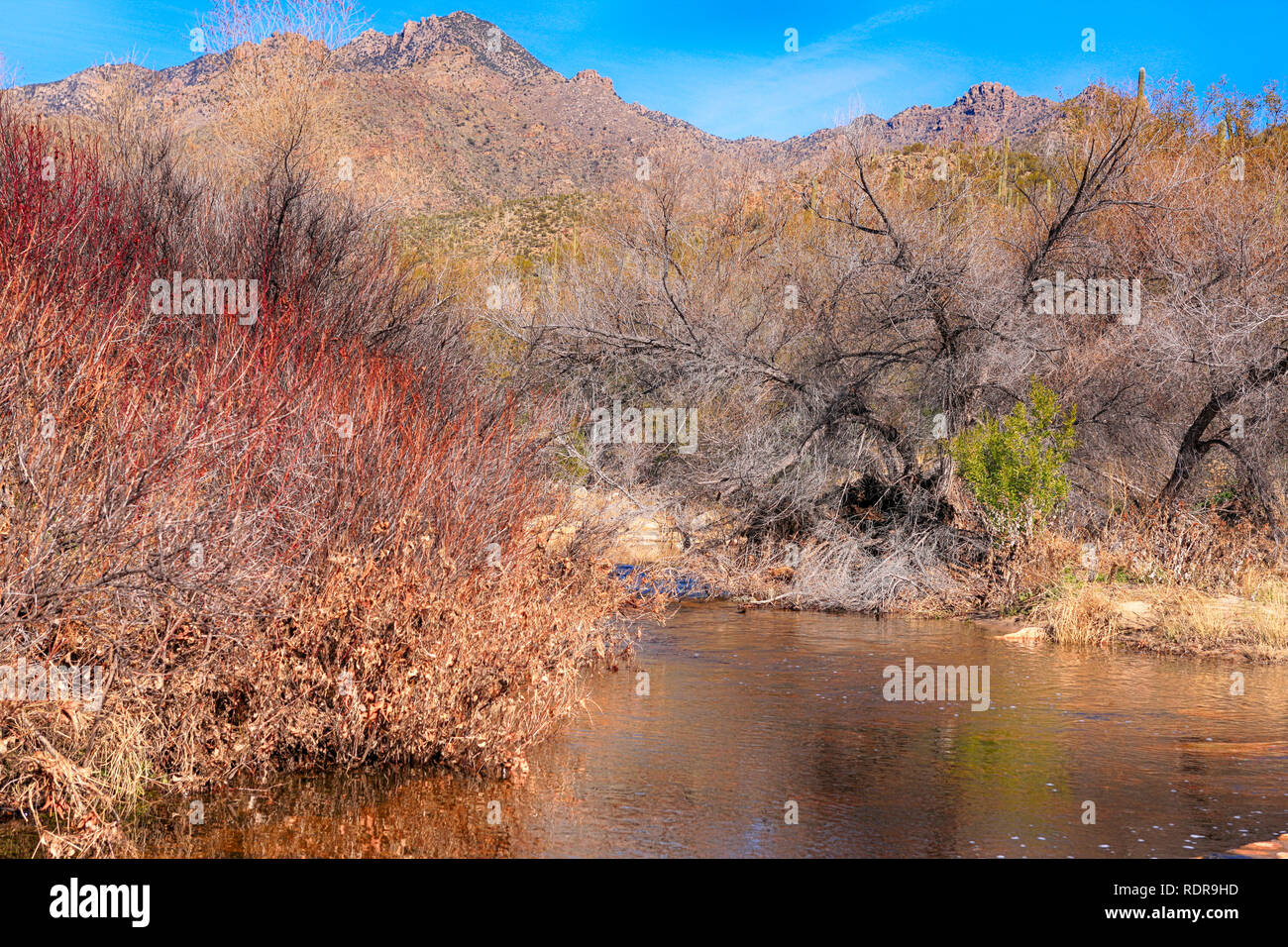 Creek sabino hi-res stock photography and images - Alamy