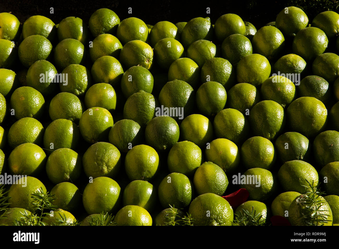 Rose Parade Float viewing on January 2, 2019. Pasadena, California, USA ...